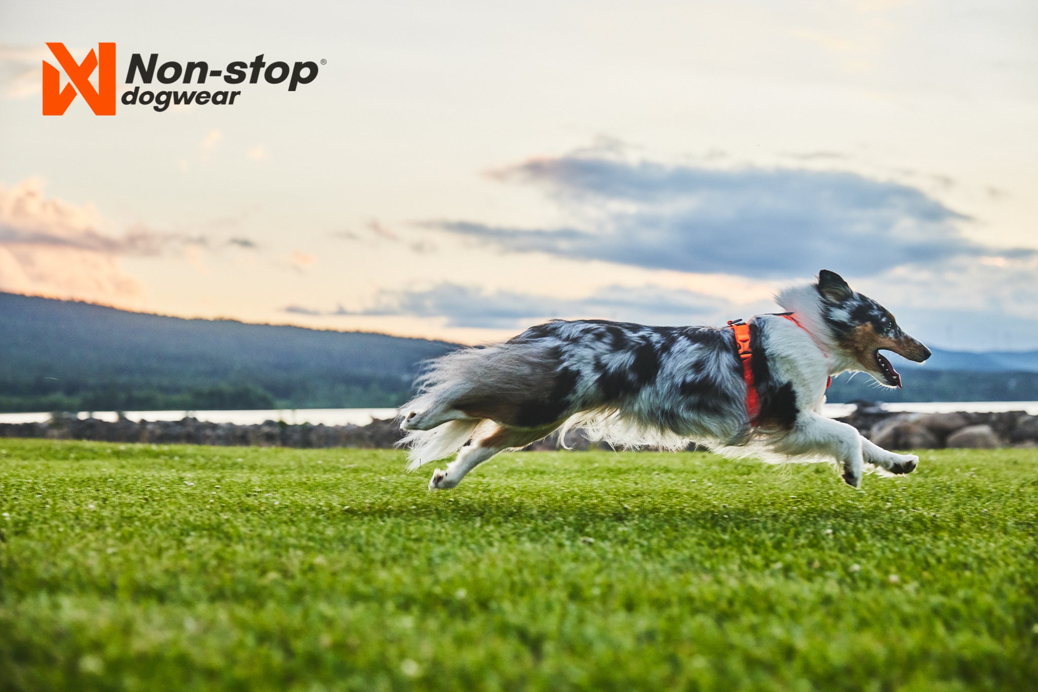 Non-Stop Dogwear Line Harness 5.0 Rachel Pohl Edition | Canada - See ...