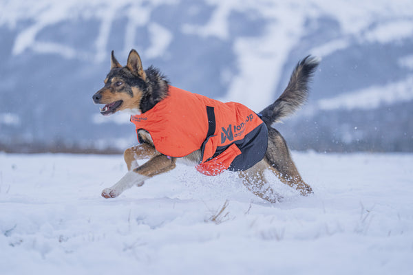 Non-Stop Dogwear Long Distance + Jacket | Canada - See SAWYER Run
