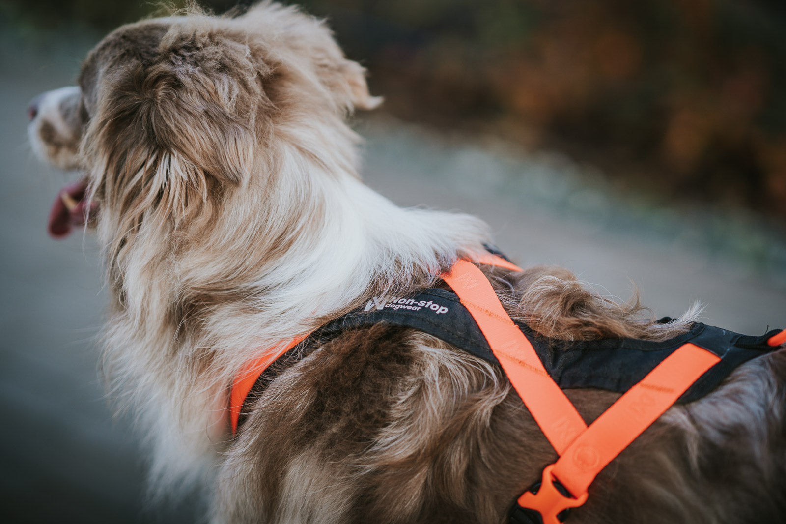Non-Stop Dogwear Rush Harness | Canada - See SAWYER Run