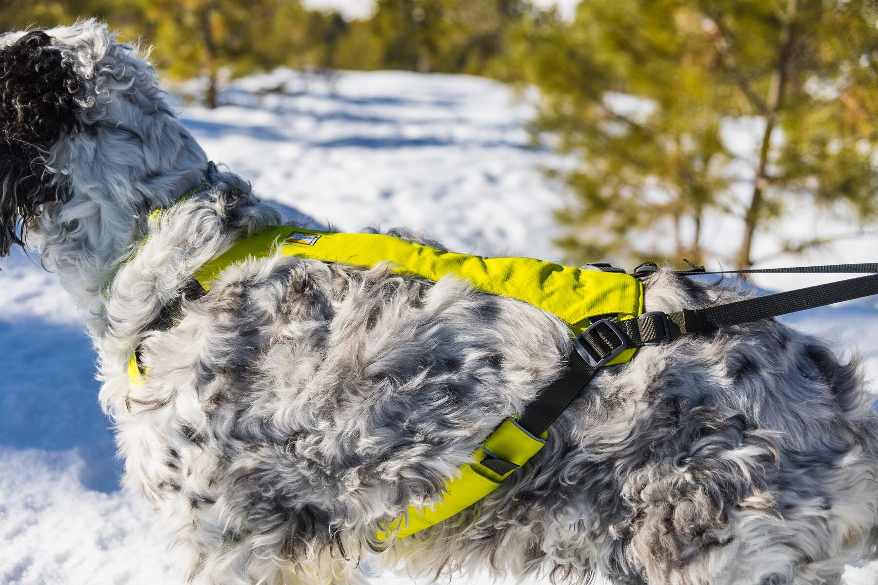 Ruffwear Omnijore Joring System for Dogs | Canada - See SAWYER Run