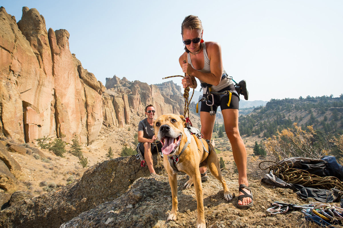 Ruffwear DoubleBack Harness | Canada - See SAWYER Run
